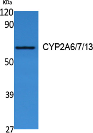 CYP2A6/7/13 rabbit pAb
